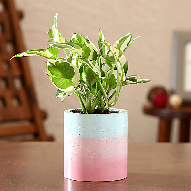 Buy/Send White Pothos Plant In Blue & Pink Planter Online- FNP