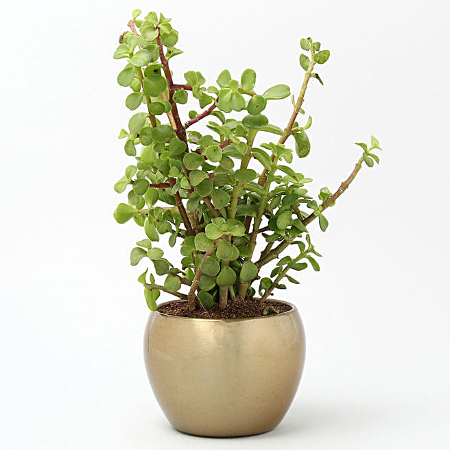 Buy/Send Jade Plant In Gold Tone Metal Pot Online- Ferns N Petals