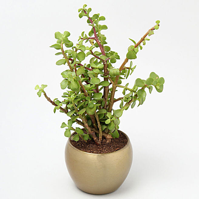 Buy/Send Jade Plant In Gold Tone Metal Pot Online- Ferns N Petals