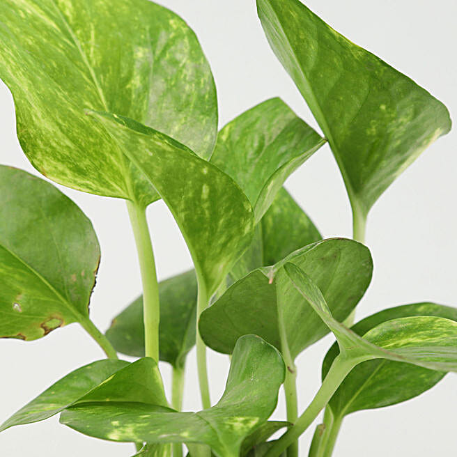 Buy/Send Jade, Money & Syngonium Plant Set Online- Ferns N Petals