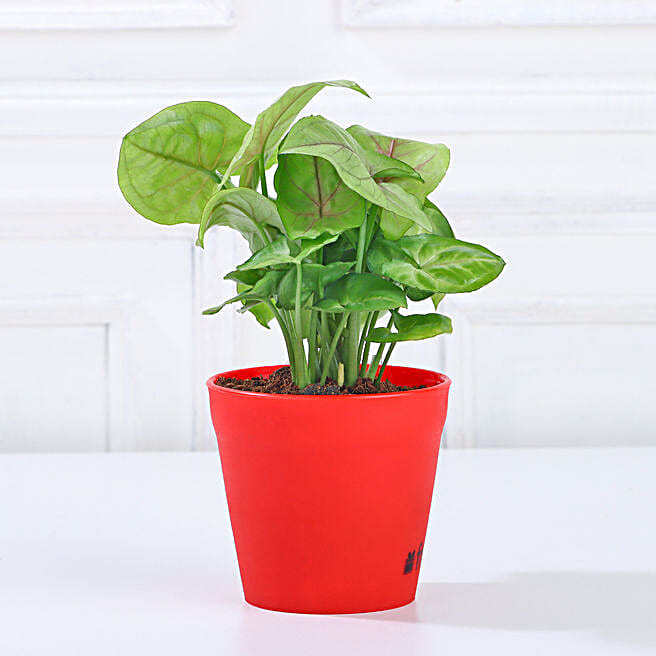 Buy/Send Syngonium & Jade Plant Set Online- Ferns N Petals