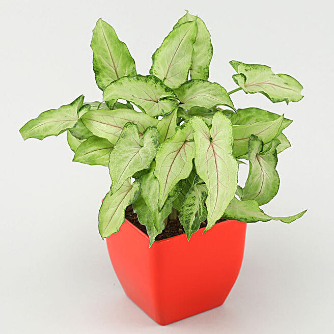 Buy/Send Syngonium & Jade Plant Set Online- Ferns N Petals