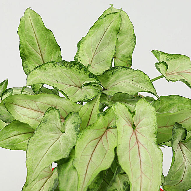 Buy/Send Syngonium & Jade Plant Set Online- Ferns N Petals