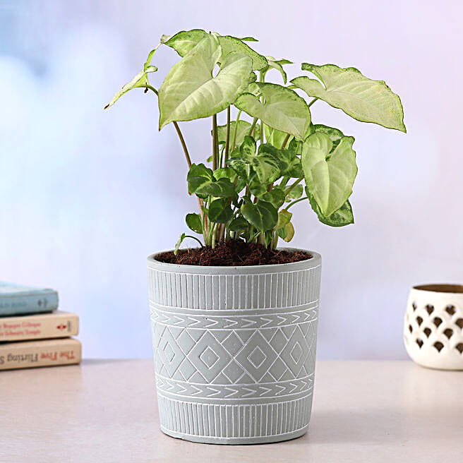 Buy/Send Syngonium Plant Grey Cylindrical Pot Online- FNP
