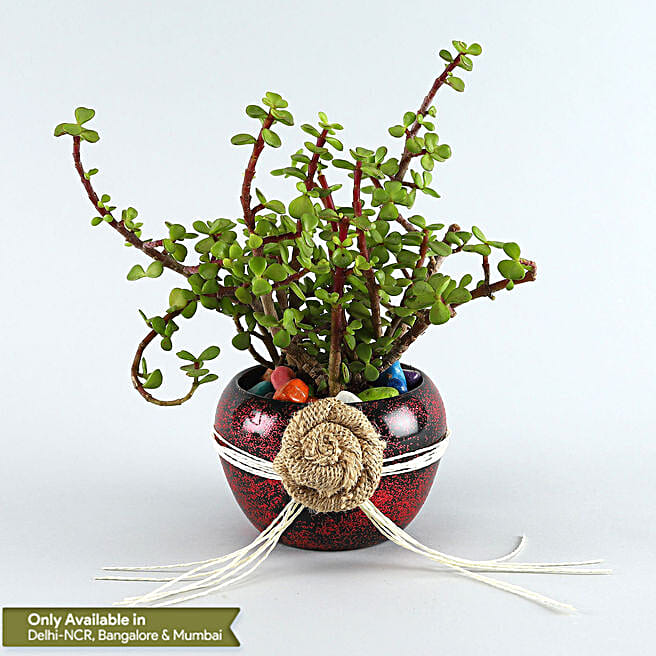 Buy/Send Jade Plant Maroon Pot Online- Ferns N Petals