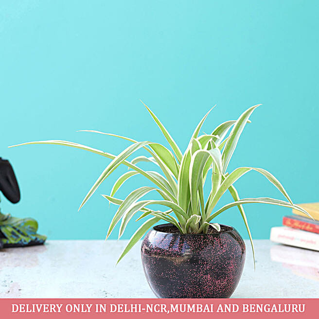 Buy/Send Spider Plant In Black Powder Metal Pot Online- FNP