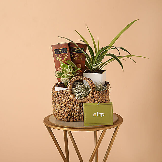 Buy/Send Plants & Cadbury Temptations Gift Basket Online- Ferns N Petals