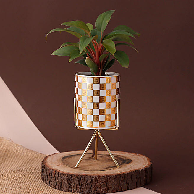 Buy/Send Philodendron Plant White N Golden Pot With Stand Online- FNP