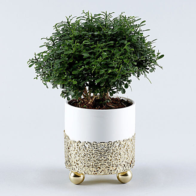 Buy/Send Table Kamini Plant Grey & White Pot Online- FNP