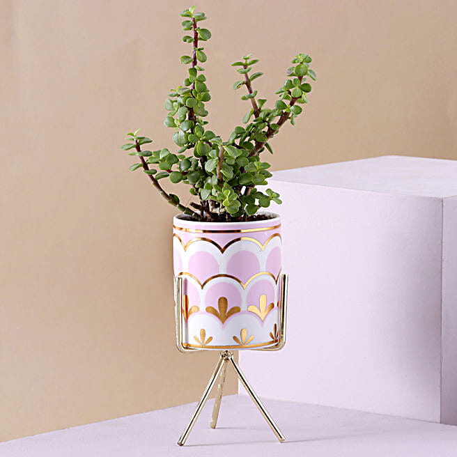 Buy/Send Jade Plant Mug Pot With Stand Online- FNP
