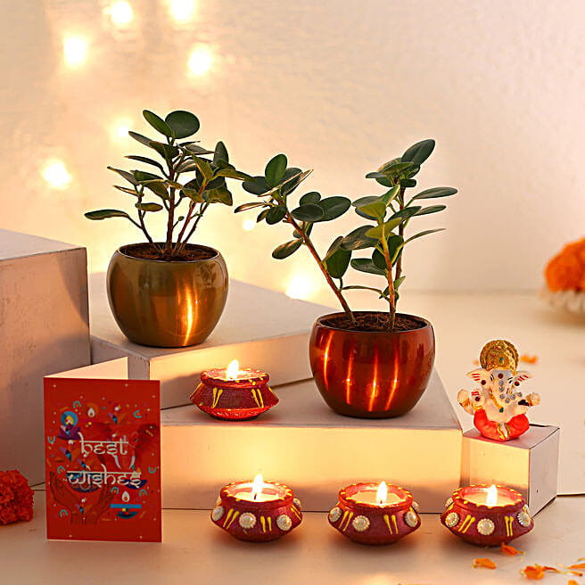 Buy/Send Festive Greetings Ficus Compacta Plant Combo Online- FNP