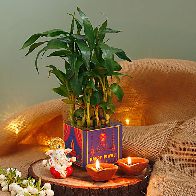 Buy/Send Diwali Wishes Bamboo Plant Combo Online- FNP