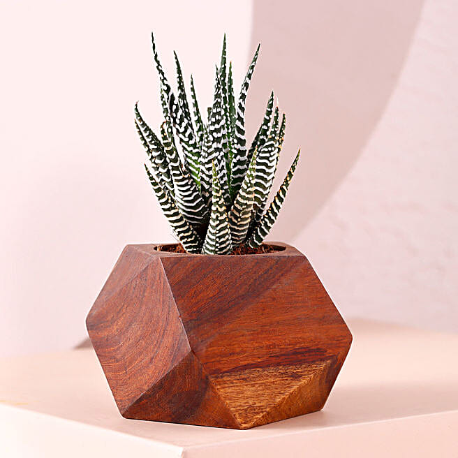 Buy/Send Haworthia Plant N Beige Hexagonal Pot Online- FNP