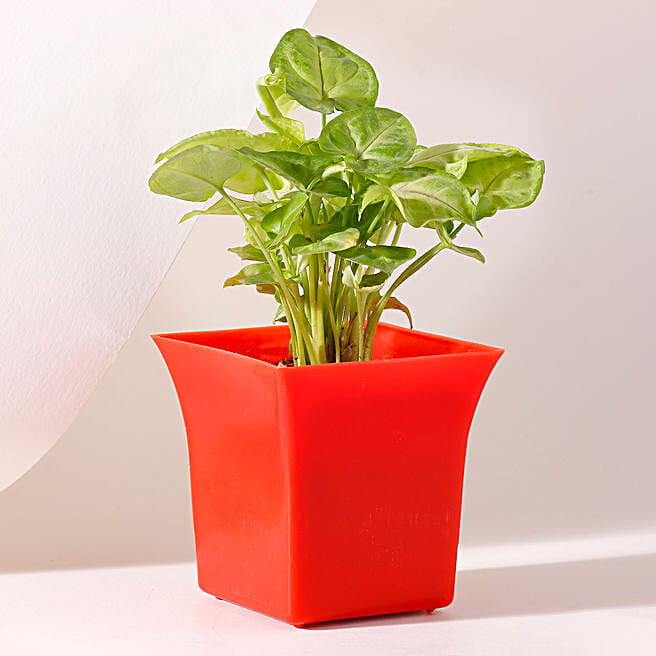 Buy/Send Syngonium Plant N Red Conical Pot Online- FNP