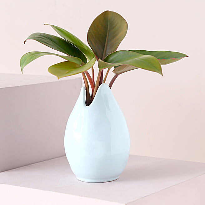 Buy/Send Philodendron Red Plant N Lotus Bud Pot Online- FNP