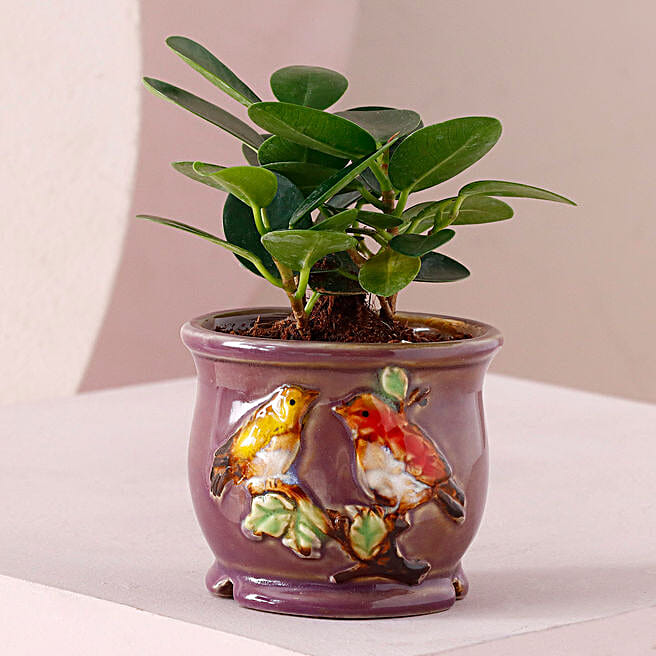 Buy/Send Ficus Compacta Tropical Nature Pot Online- FNP