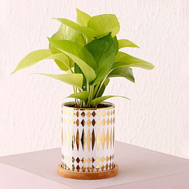 Buy/Send Golden Money Plant Modern Design Pot Online- FNP