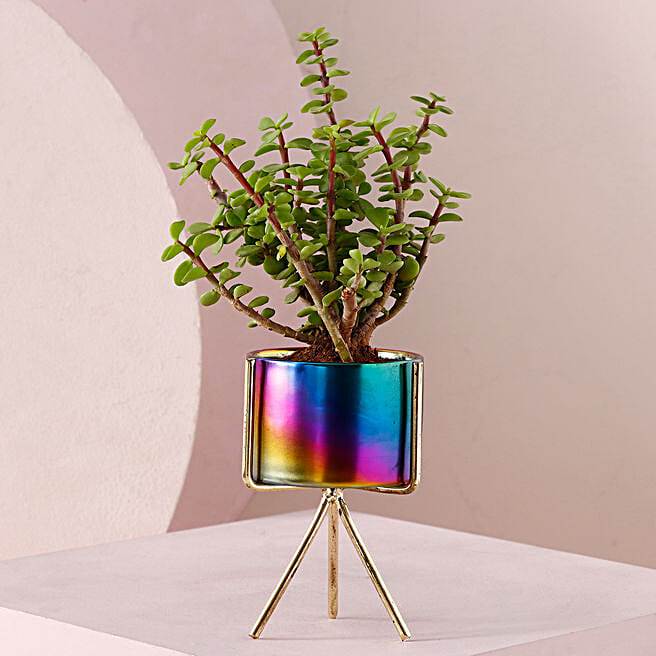 Buy/Send Jade Plant Mesmerising Pot Online- FNP