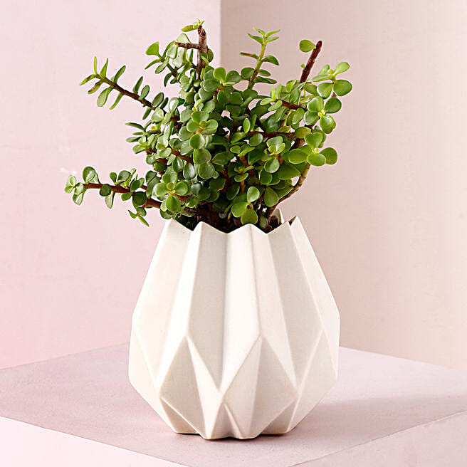 Buy/Send Jade Plant White Lotus Pot Online- FNP