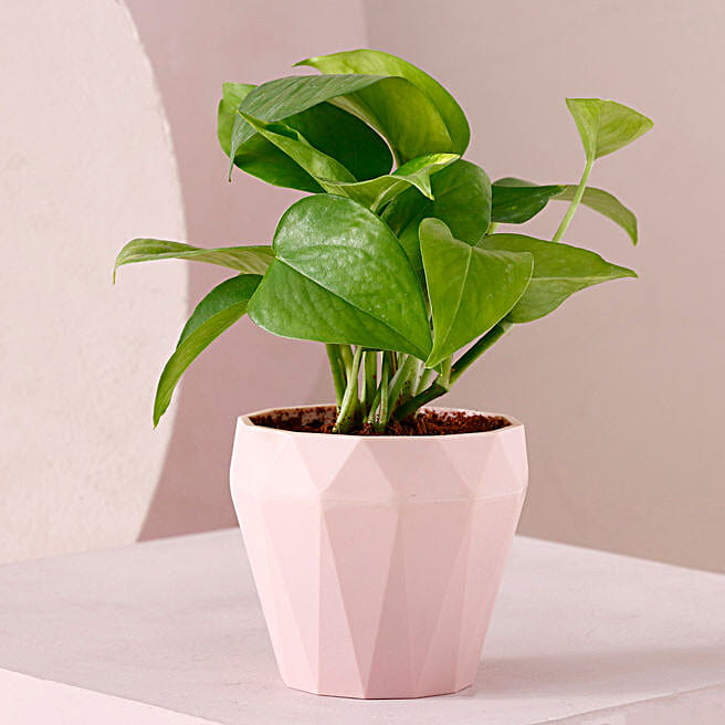 Buy/Send Money Plant Tropical Pot Online- FNP