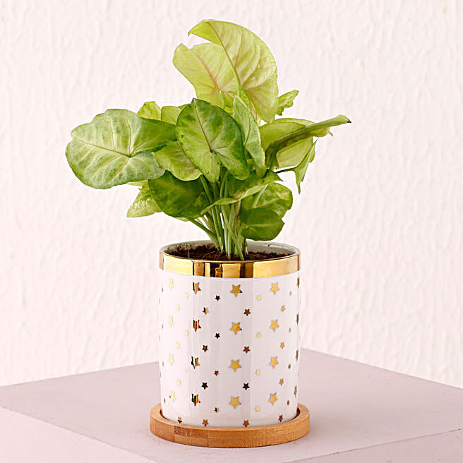 Buy/Send Syngonium Plant Gold Star Pot Online- FNP