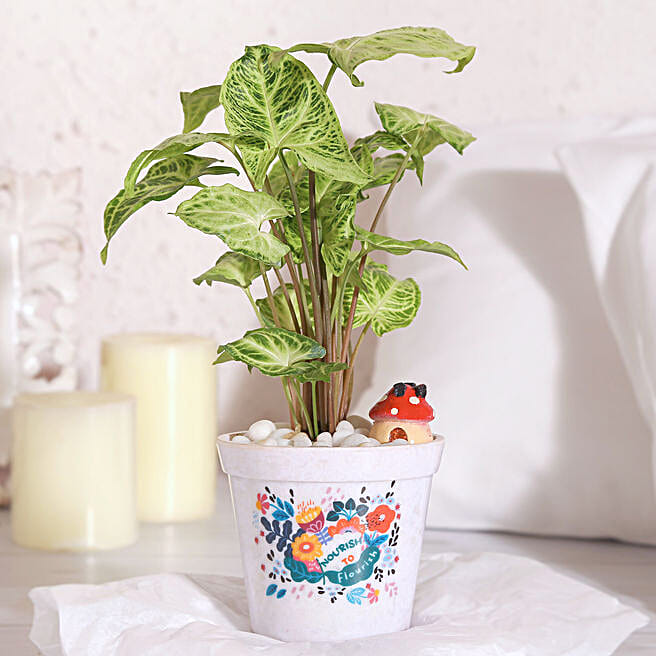 Buy/Send Nourish & Flourish Syngonium Gift Hand Delivery Online- FNP