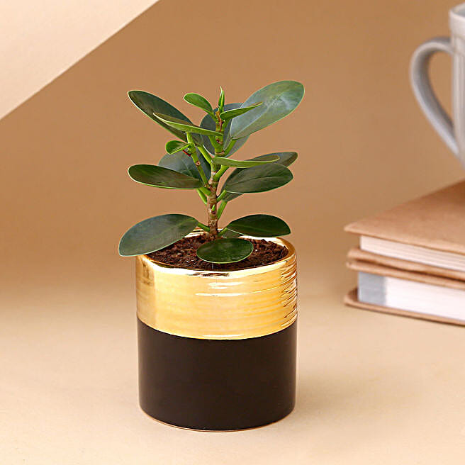 Buy/Send Ficus Compacta Plant In Touch Of Gold Pot Online- FNP
