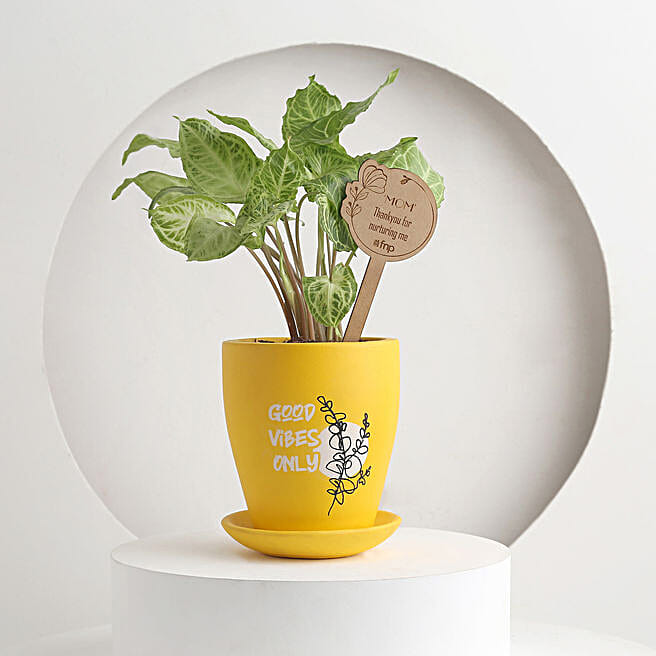 Buy/Send Yellow Pot of Positivity Online- FNP