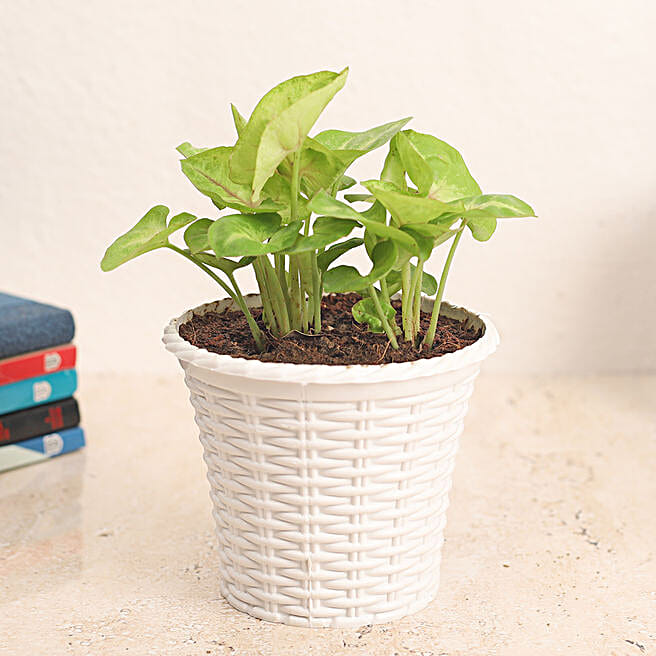 Buy/Send Syngonium Plant In Wicker Weave Pot Online- FNP