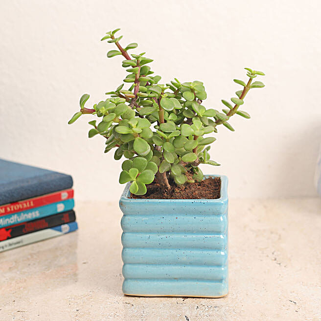 Buy/Send Jade Plant In Ribbed Ceramic Pot Online- FNP