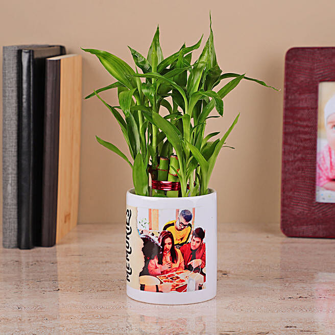 Buy/Send Bamboo Plant in a White Ceramic Pot Online- FNP