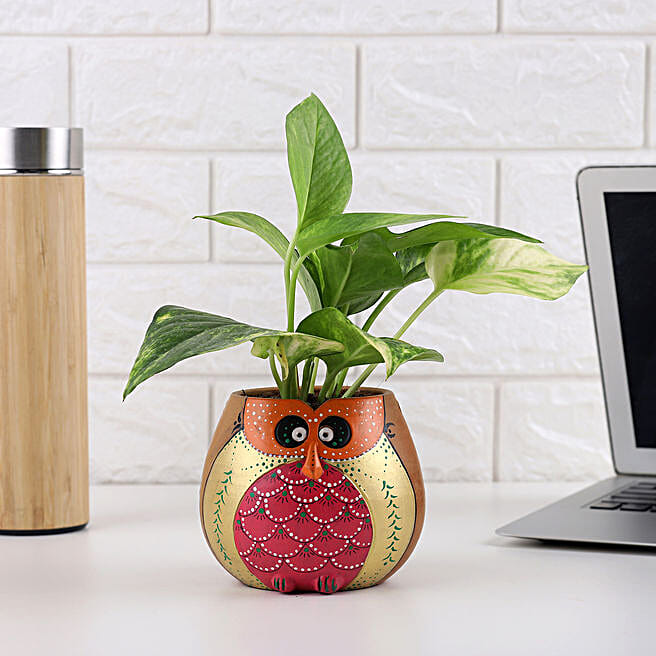 Buy/Send Money Plant in a Gold Multi-colored Pot Online- FNP