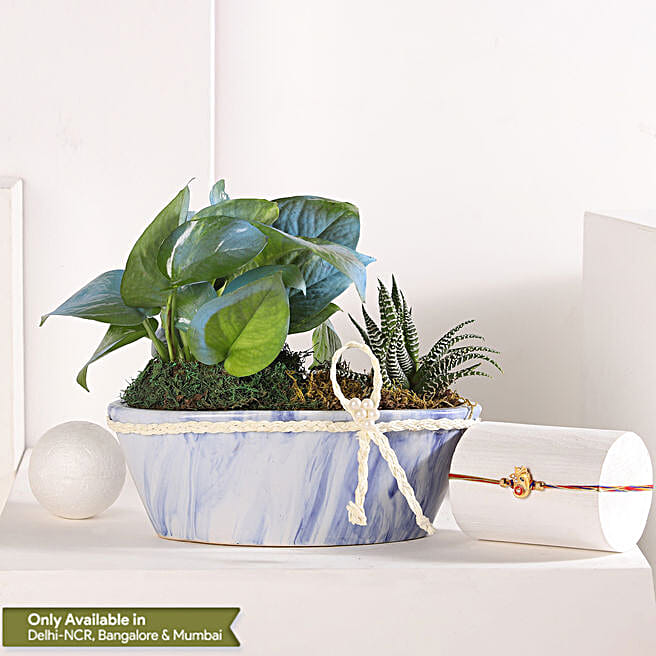 Buy/Send Blessed Rakhi & Money Plant Symphony Online- FNP