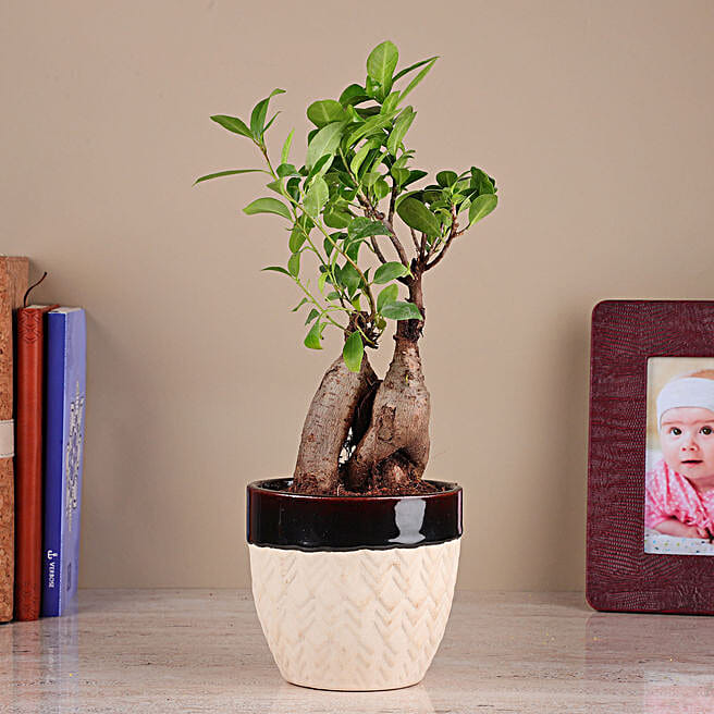 Buy/Send Ficus Bonsai In Chevron Pattern Pot Online- FNP