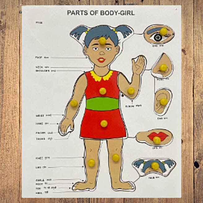 Buy/Send Human Body Parts Tray Puzzle With Knobs Online- FNP