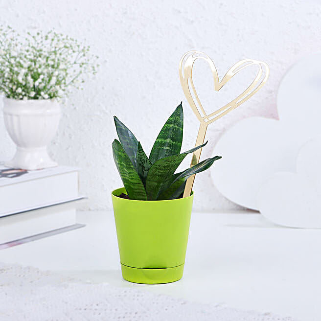 Buy/Send Snake Plant In Evergreen Hearty Touch Pot Online- FNP