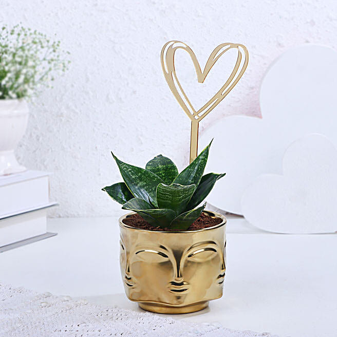 Buy/Send Snake Plant In Multi Face Heart Topper Pot Online- FNP