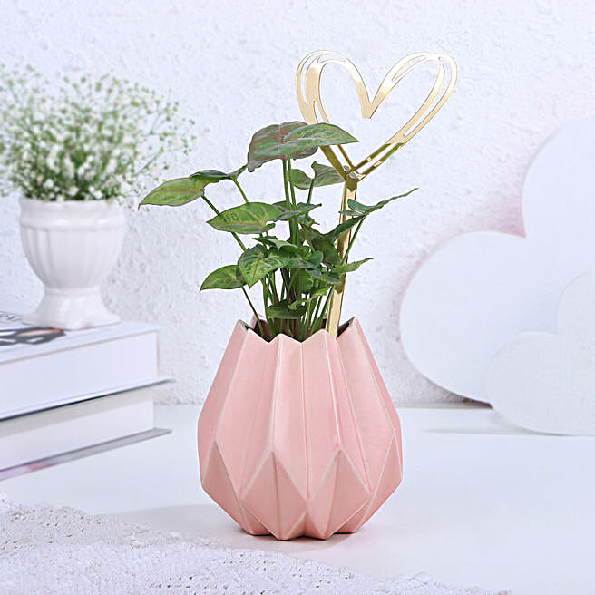 Buy/Send Syngonium Plant In Lotus Beauty Love Pot Online- FNP