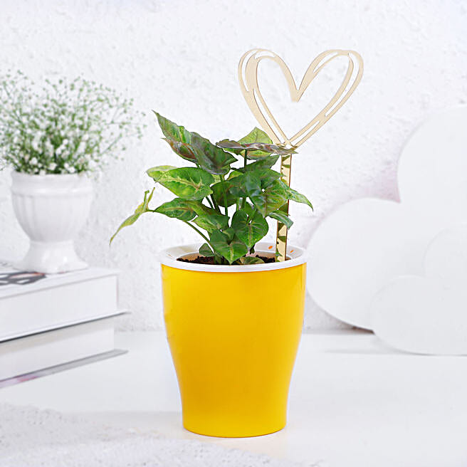 Buy/Send Syngonium Plant In Vibrant Yellow Love Pot Online- FNP