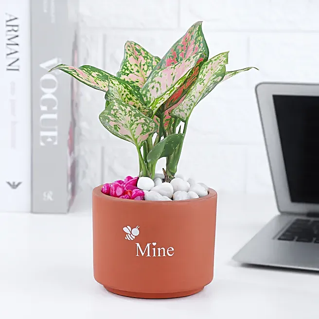 Buy/Send Pink Aglonema Plant In Love Special Mine Pot Online- FNP