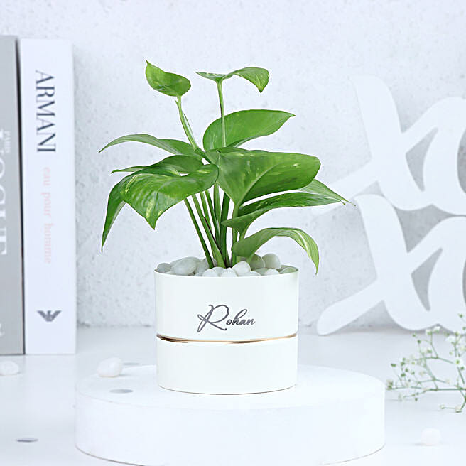 Buy/Send Elegant Money Plant in a Chic Pot Online- FNP