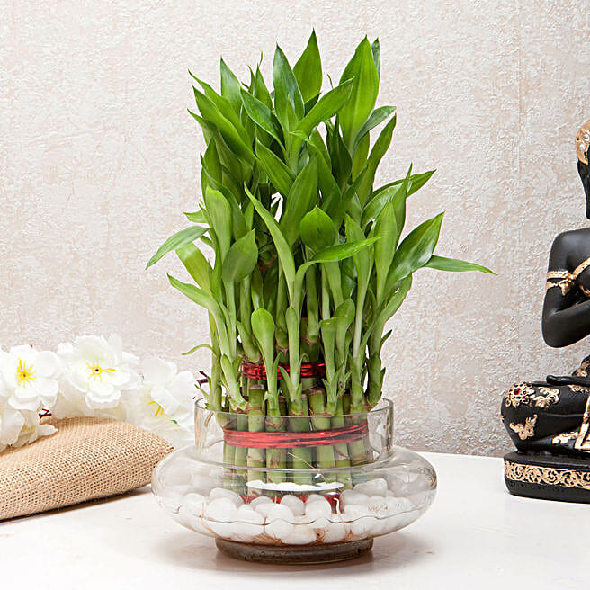 Buy/Send Terrarium of Threefold Bamboo Luck Online- FNP