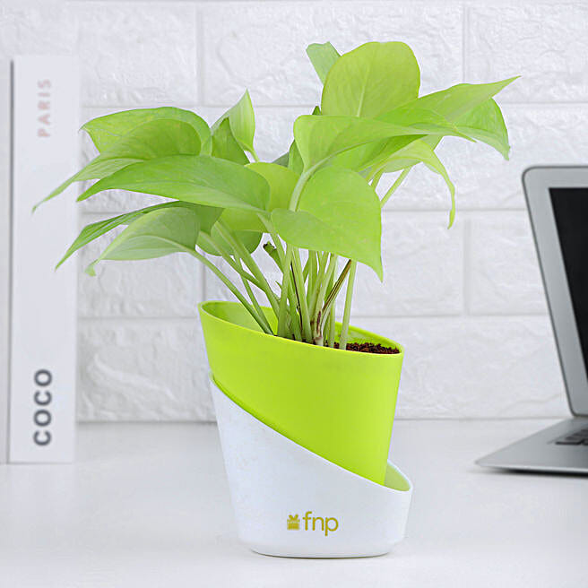 Buy/Send Serene Money Plant Online- FNP