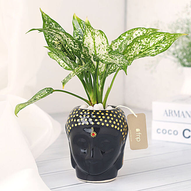 Buy/Send Buddhas Blessing Black Pot Online- FNP