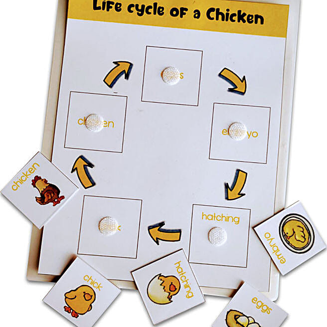 Buy/Send Life Wonders 4 Lifecycle Activity Online- FNP