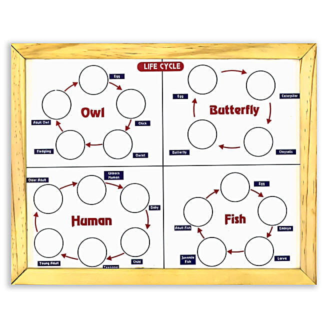 Buy/Send Fun Learning Magnetic Life Cycle Online- FNP