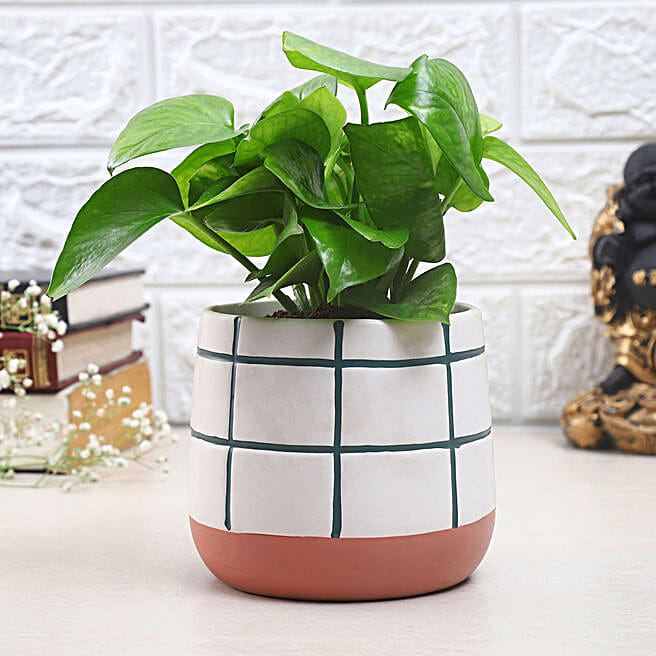 Buy/Send Money Plant In Checkered Pot Online- FNP