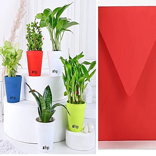 Buy/Send corp hamper max life plant Online- FNP