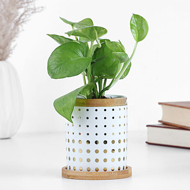 Buy/Send Lucky Money Plant Pot Online- FNP