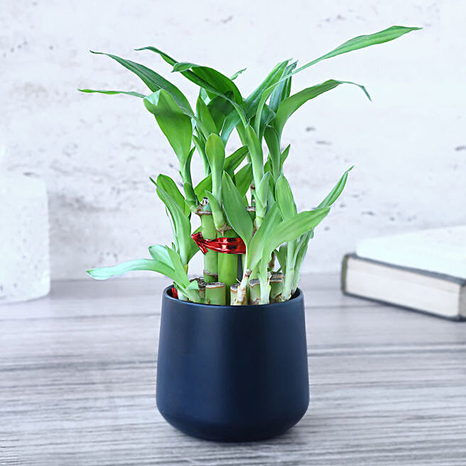 Buy/Send 2-Layer Bamboo Plant Gift Online- FNP